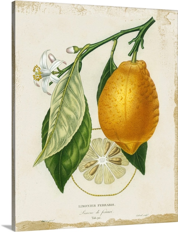 French Lemon II | Great Big Canvas