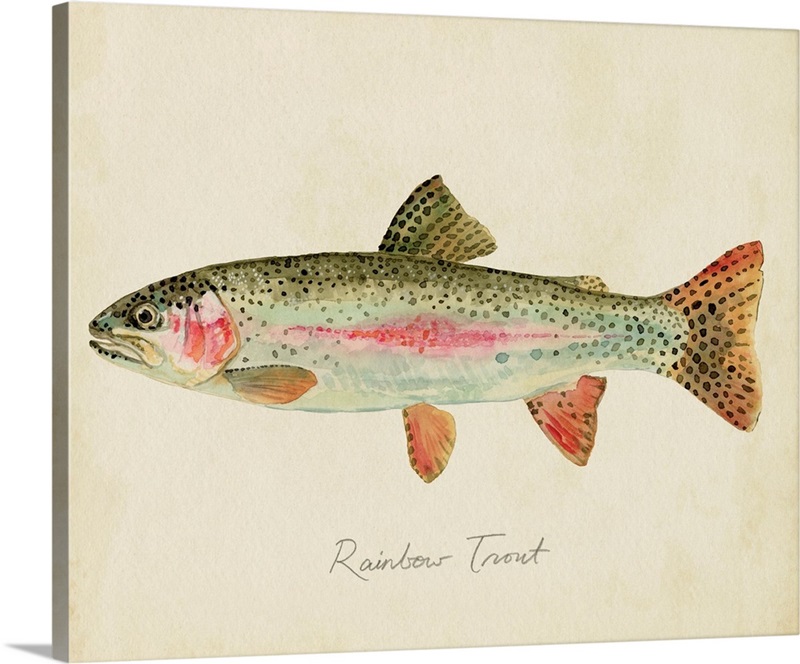 Freshwater Fish Study II | Great Big Canvas