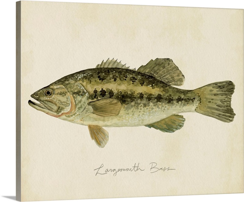 Freshwater Fish Study III | Great Big Canvas