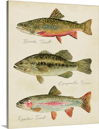 Freshwater Fish Study IV Wall Art, Canvas Prints, Framed Prints, Wall ...