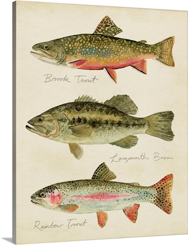 Freshwater Fish Study IV | Great Big Canvas