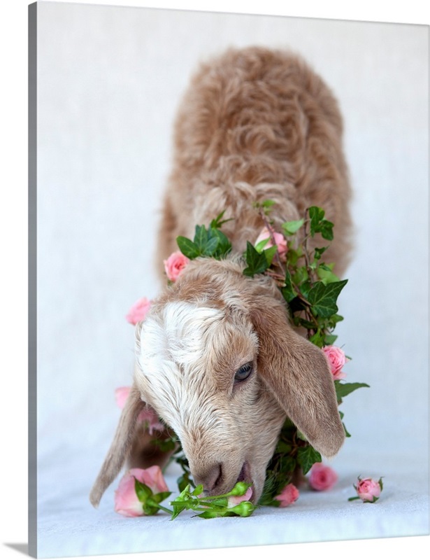 Friday Eating Roses Wall Art, Canvas Prints, Framed Prints, Wall Peels ...
