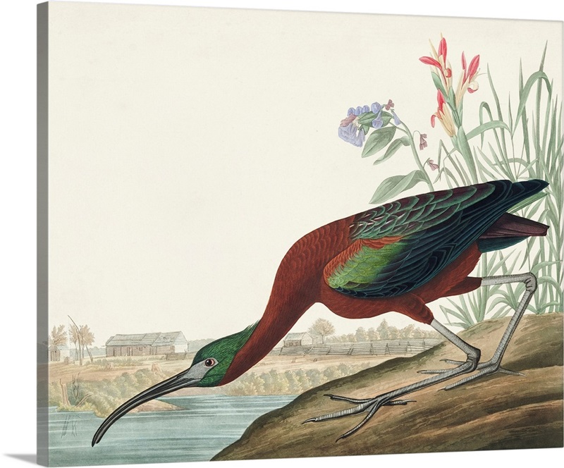 Glossy Ibis | Great Big Canvas