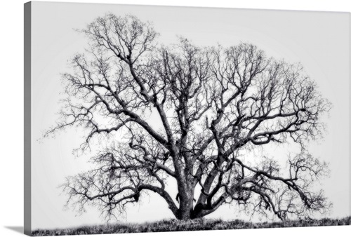 Grand Oak Tree I | Great Big Canvas