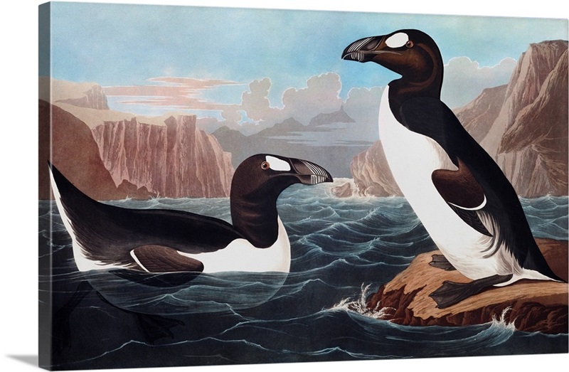 Great Auk | Great Big Canvas