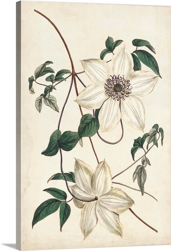 Ivory Garden II | Great Big Canvas