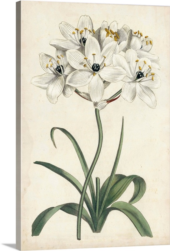 Ivory Garden V | Great Big Canvas
