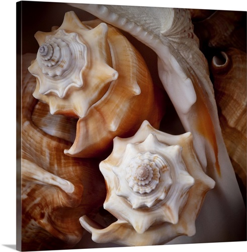 Macro Shells III | Great Big Canvas