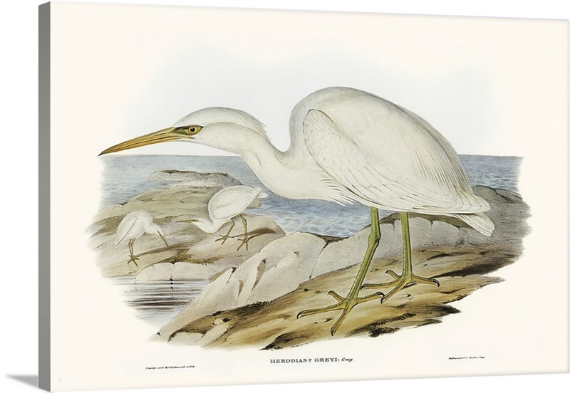 Majestic Waterbird II | Great Big Canvas