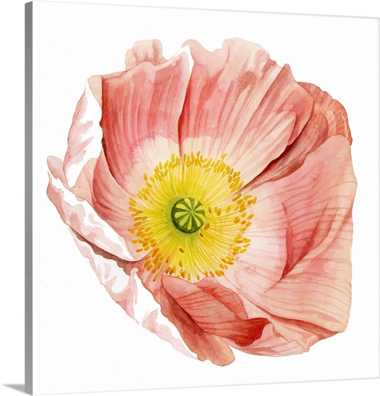 Market Poppy II | Great Big Canvas