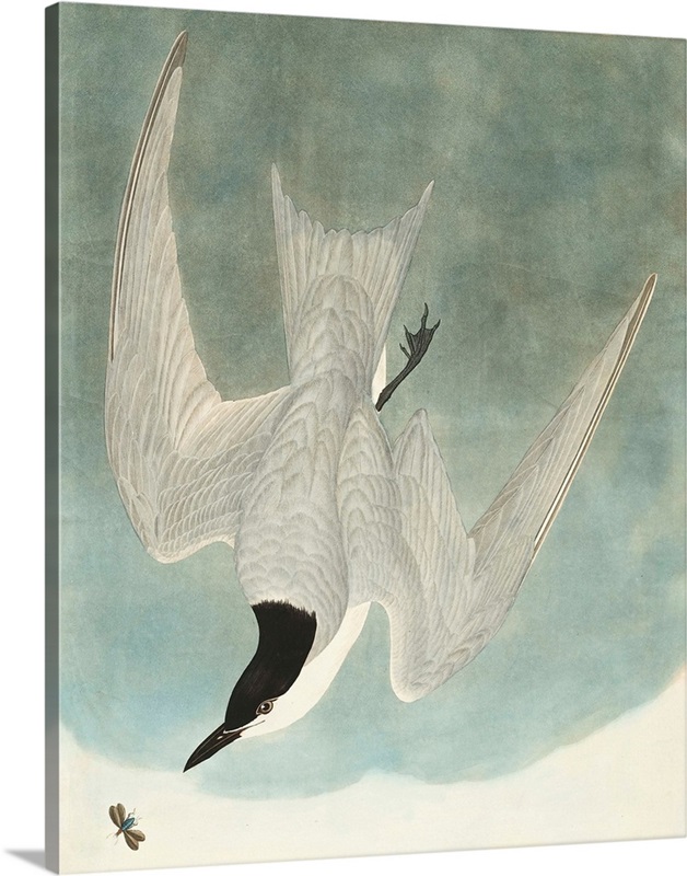 Marsh Tern | Great Big Canvas