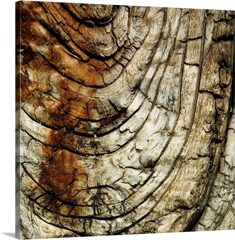 Nature's Textures III | Great Big Canvas