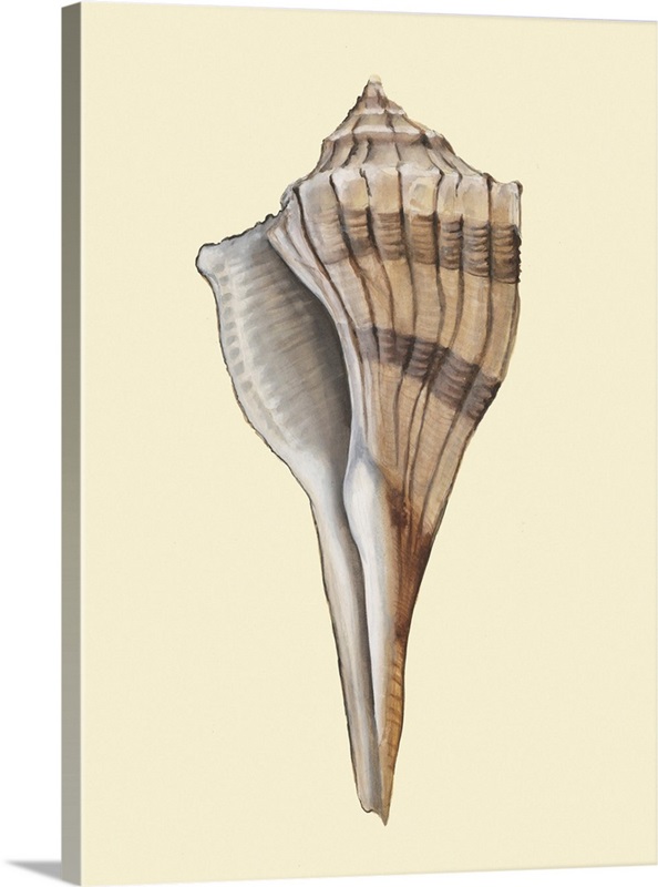 Neutral-Toned Seashells IV | Great Big Canvas