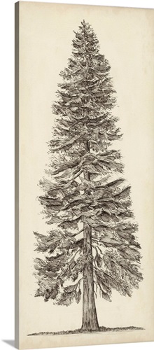 Pacific Northwest Tree Sketch I | Great Big Canvas
