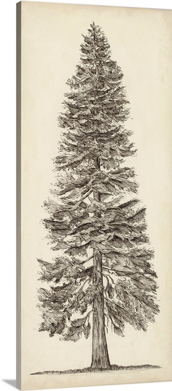Pacific Northwest Tree Sketch I | Great Big Canvas