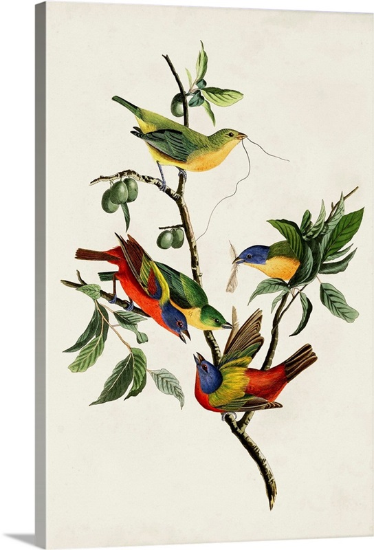 Painted Finch | Great Big Canvas