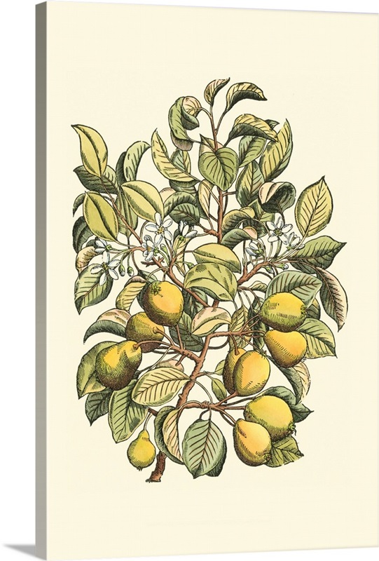 Pear Tree Branch | Great Big Canvas