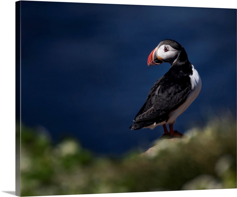 Puffin Bird I | Great Big Canvas