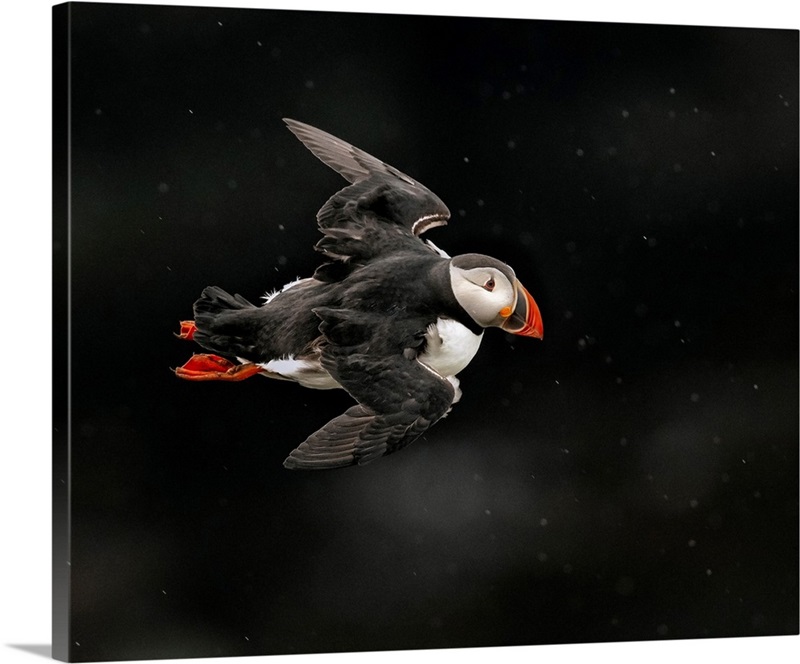 Puffin Bird II | Great Big Canvas