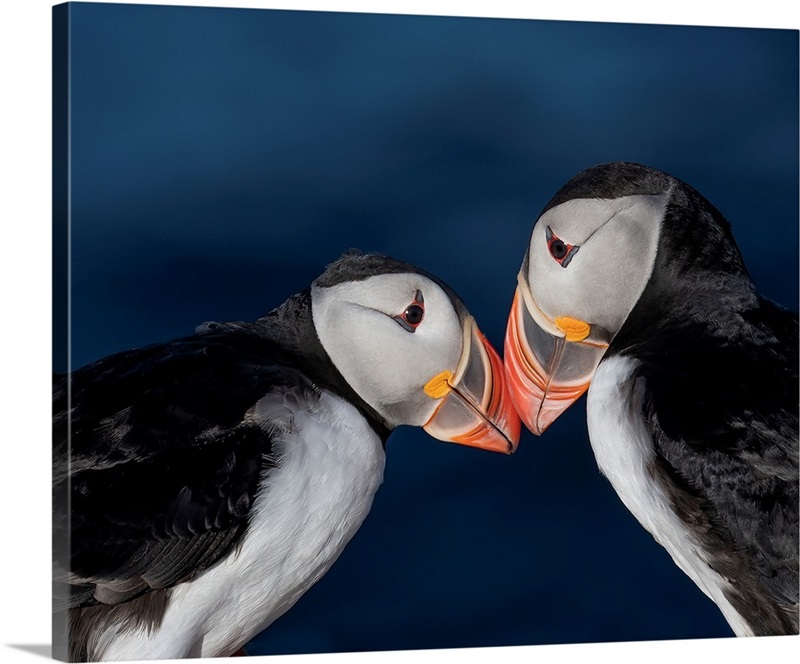 Puffin Bird III | Great Big Canvas