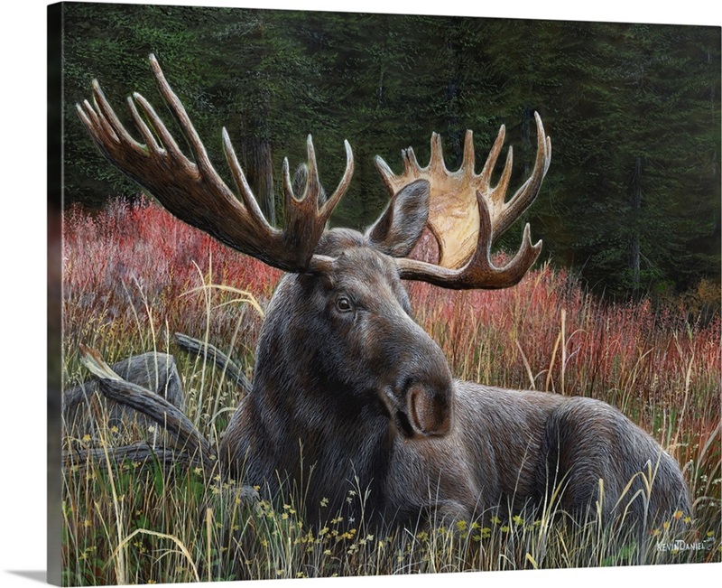 Recumbent Moose | Great Big Canvas