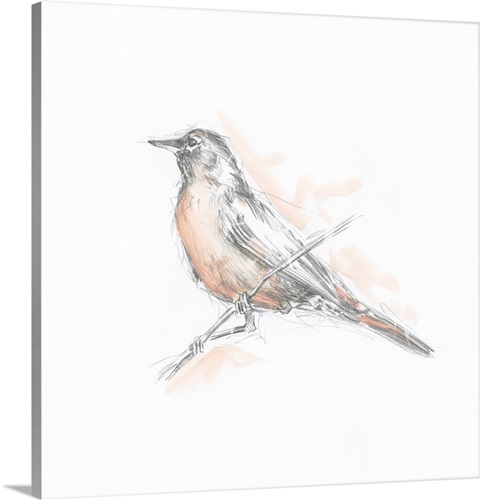 Robin Bird Sketch II | Great Big Canvas