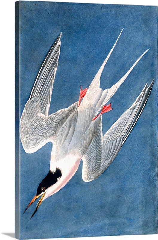 Roseate Tern | Great Big Canvas
