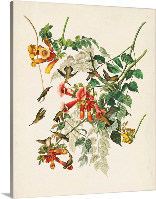 Ruby-Throated Hummingbird Wall Art, Canvas Prints, Framed Prints, Wall ...