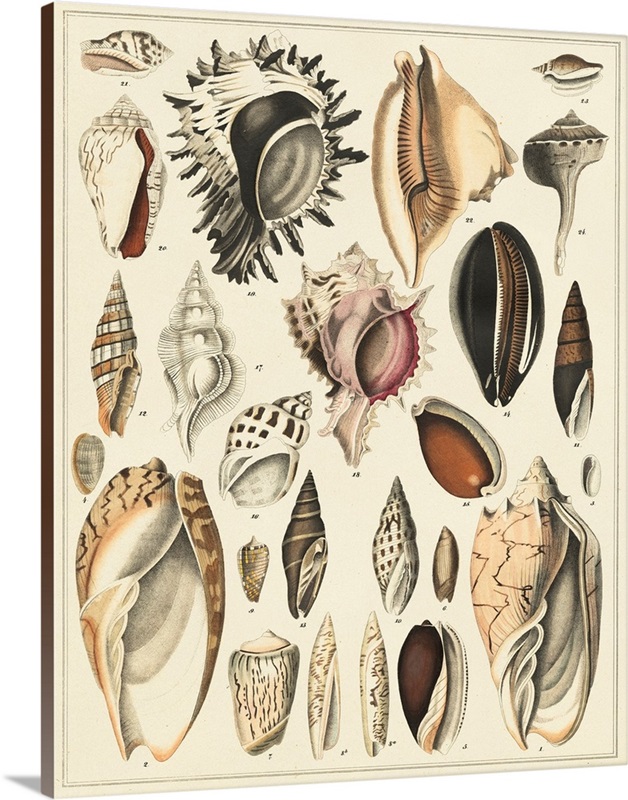 Seashell Display | Great Big Canvas