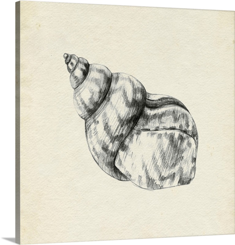 Seashell Pencil Sketch III | Great Big Canvas