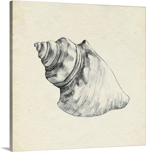 Seashell Pencil Sketch IV | Great Big Canvas