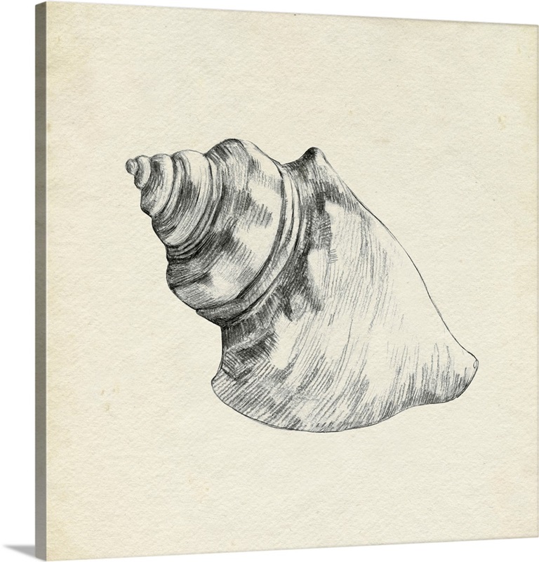 Seashell Pencil Sketch IV | Great Big Canvas