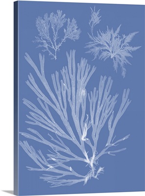 Blush and Blueberry Wall Art & Canvas Prints | Blush and Blueberry ...