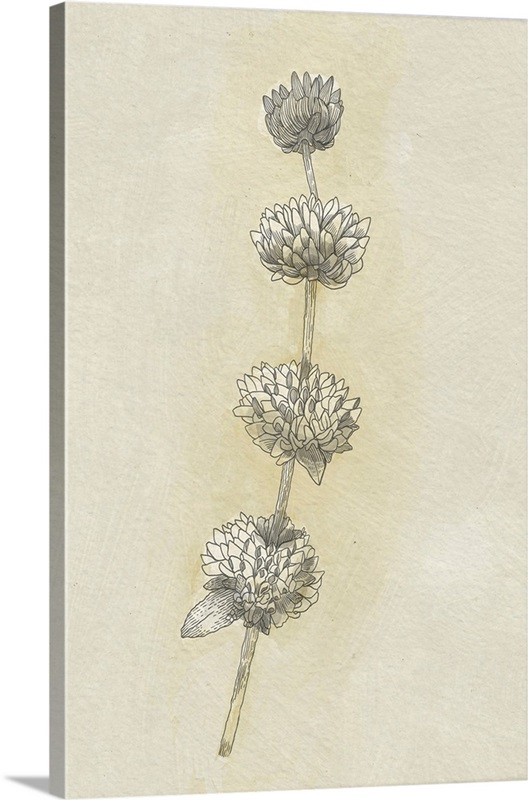 Seed Pods Study I | Great Big Canvas