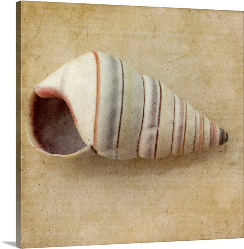 Sepia Shell IV | Great Big Canvas