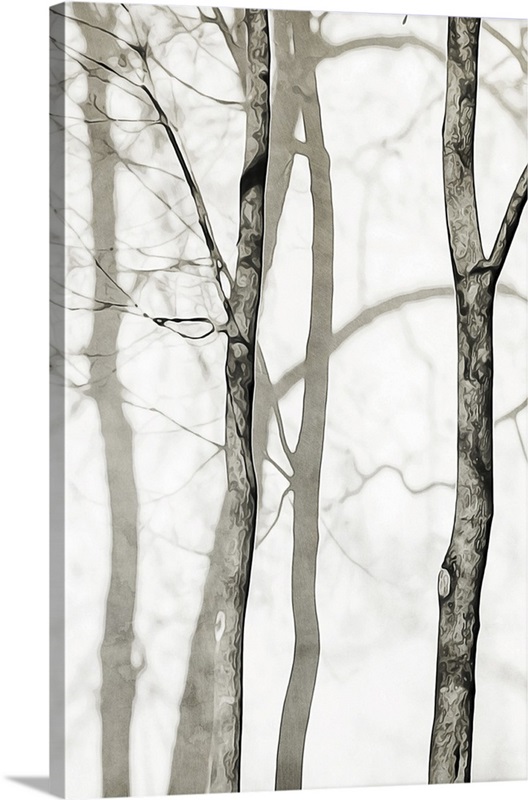 Shadowed Tree Trunks I | Great Big Canvas
