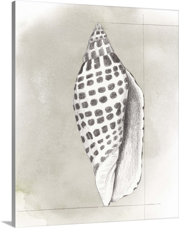 Shell Diagram IV | Great Big Canvas