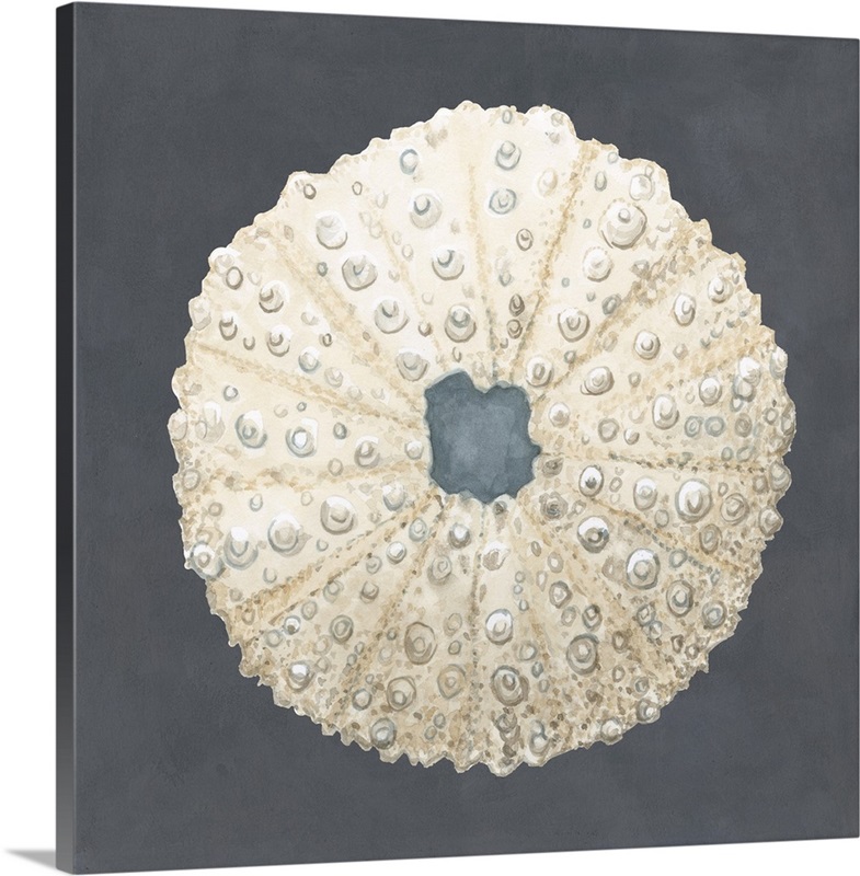 Shell on Slate VII | Great Big Canvas