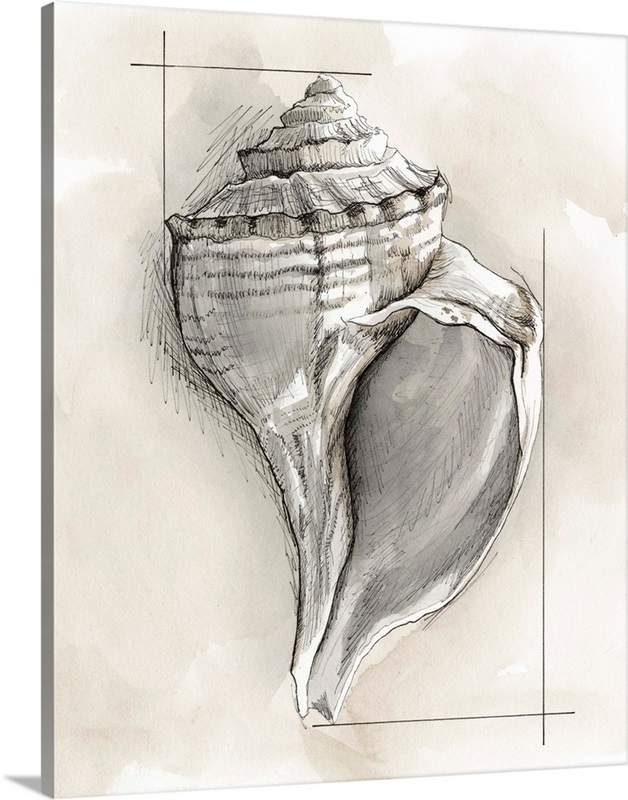 Shell Schematic I | Great Big Canvas