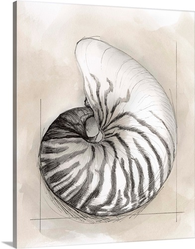 Shell Schematic II | Great Big Canvas