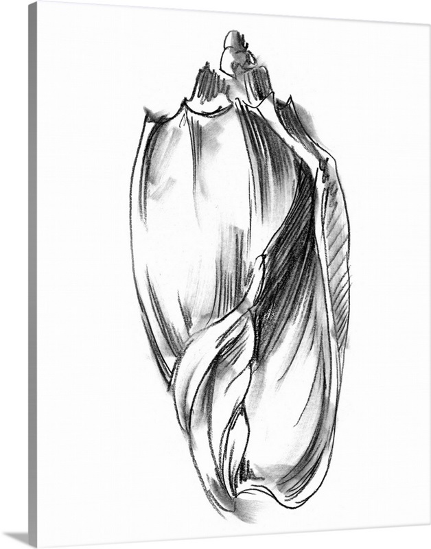 Shell Sketch II | Great Big Canvas
