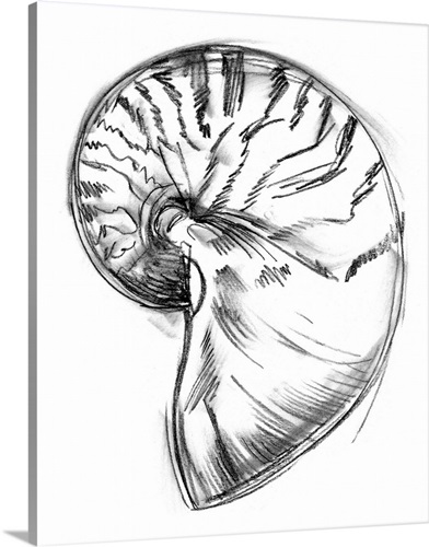 Shell Sketch IV | Great Big Canvas