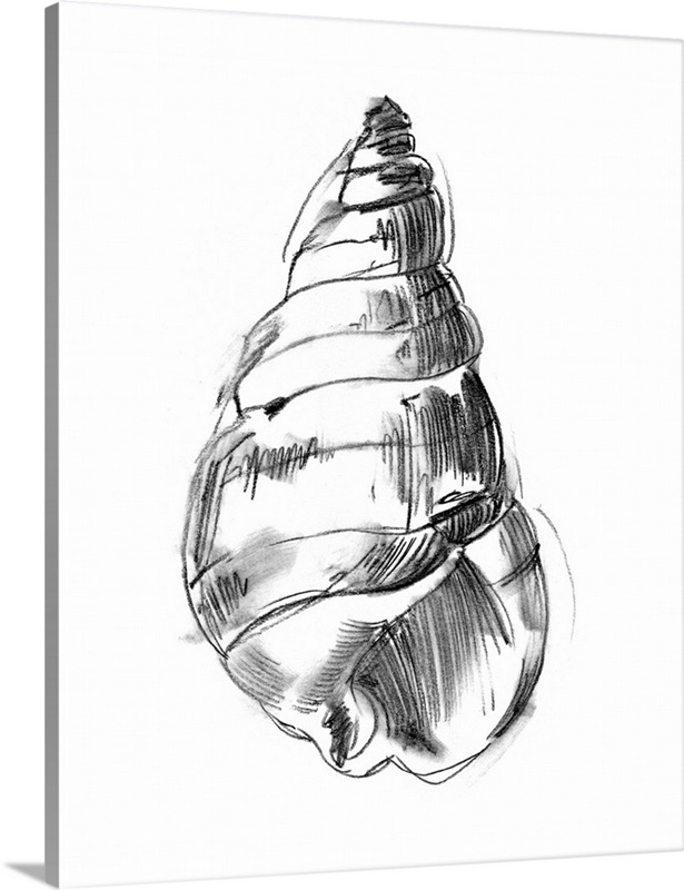 Shell Sketch V | Great Big Canvas