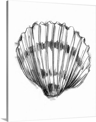 Shell Sketch VI | Great Big Canvas