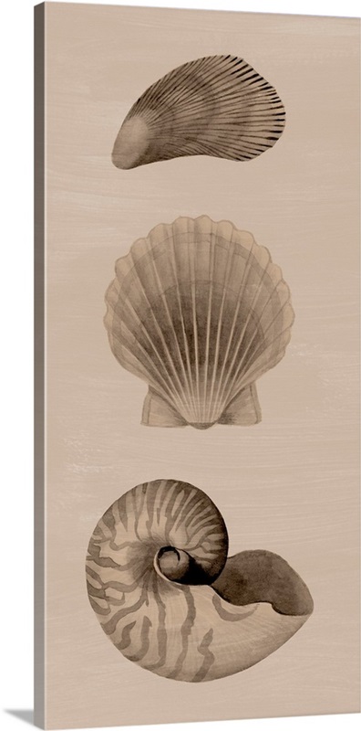 Shells On Sepia I | Great Big Canvas