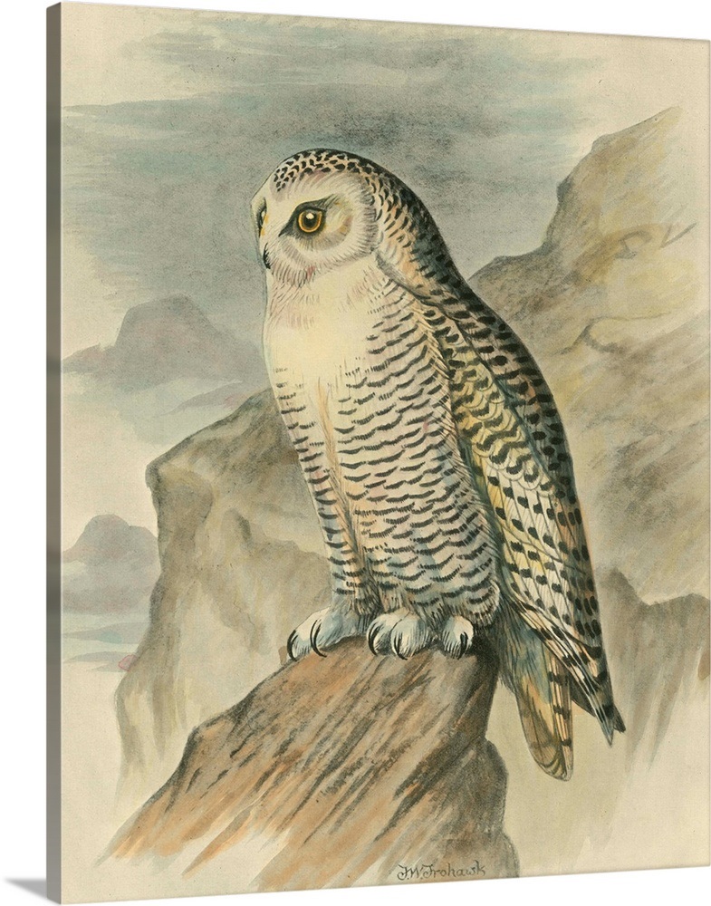 Snowy Owl Wall Art, Canvas Prints, Framed Prints, Wall Peels | Great ...