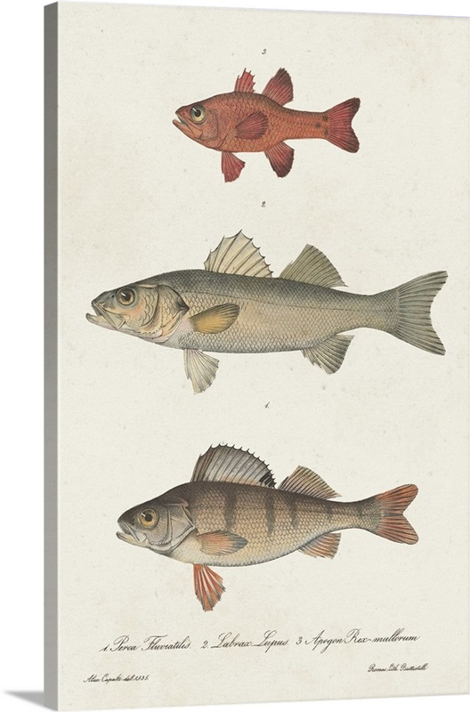 Species Of Antique Fish II Wall Art, Canvas Prints, Framed Prints, Wall ...