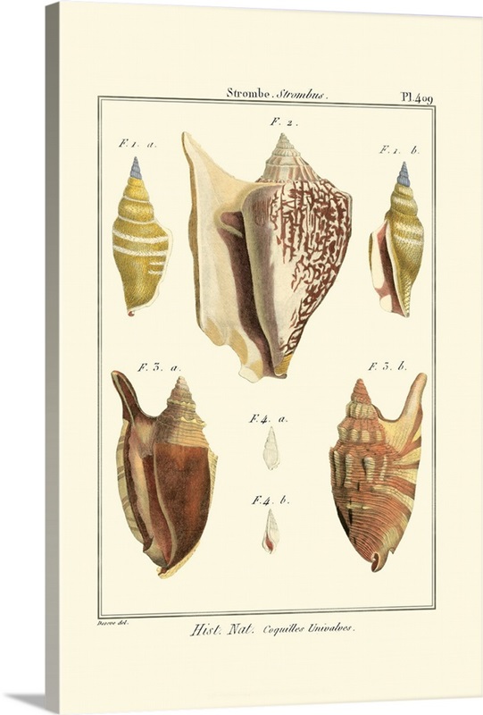 Strombe Shells, Pl. 409 | Great Big Canvas