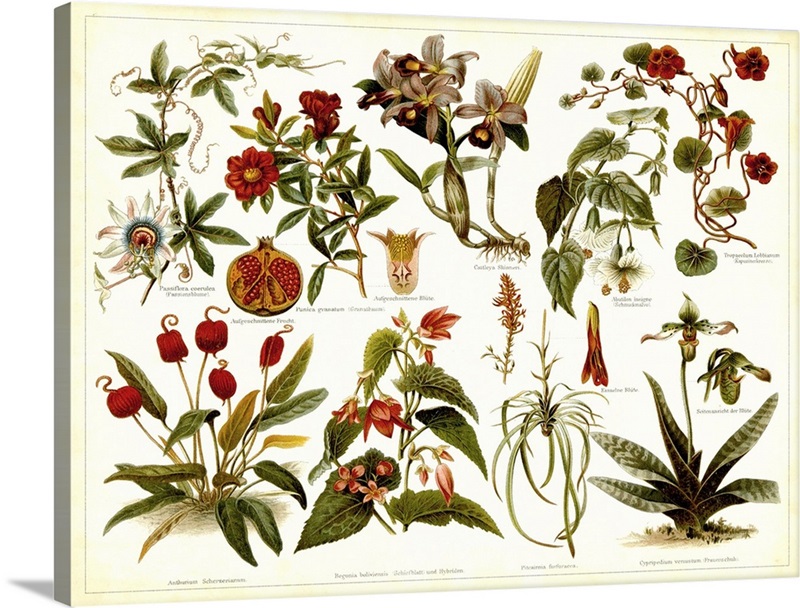 Tropical Botany Chart II | Great Big Canvas