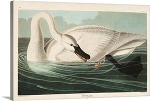 Trumpeter Swan Wall Art, Canvas Prints, Framed Prints, Wall Peels ...